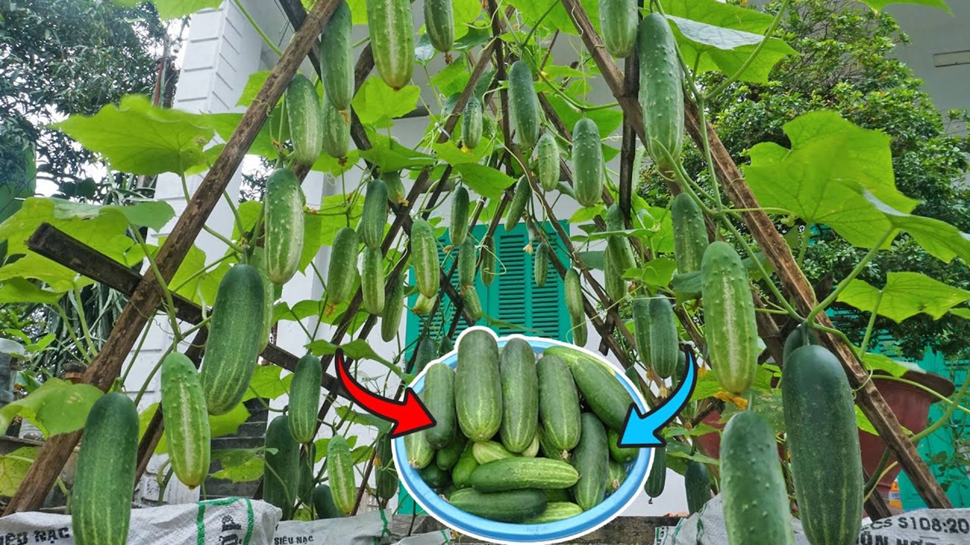 Удивительный сад. Как вырастить огурцы в старом мешке, чтобы получить много плодов