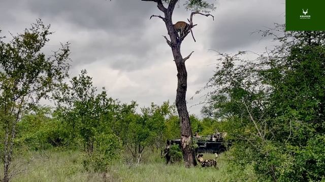 Инстинкт убийцы
Отблагодарить:
4276 3800 4614 2027
СБЕР
#леопард #собака #дикиесобаки