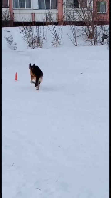 Человек собаке Друг.Зимняя забава.