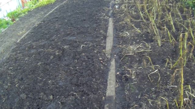 6 - 11 09 2019г Кабачки. Чеснок. Картофель.Яблоки.