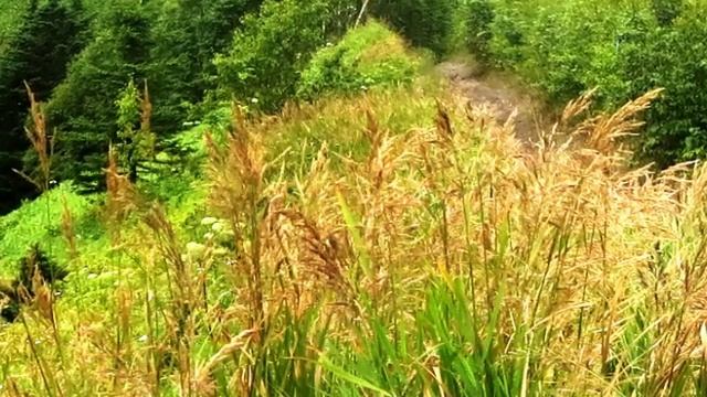 Далекий Сахалин. Какой он? Ч.2. Через Тонино-Анивский хребет от зал. Анива к Охотскому морю.