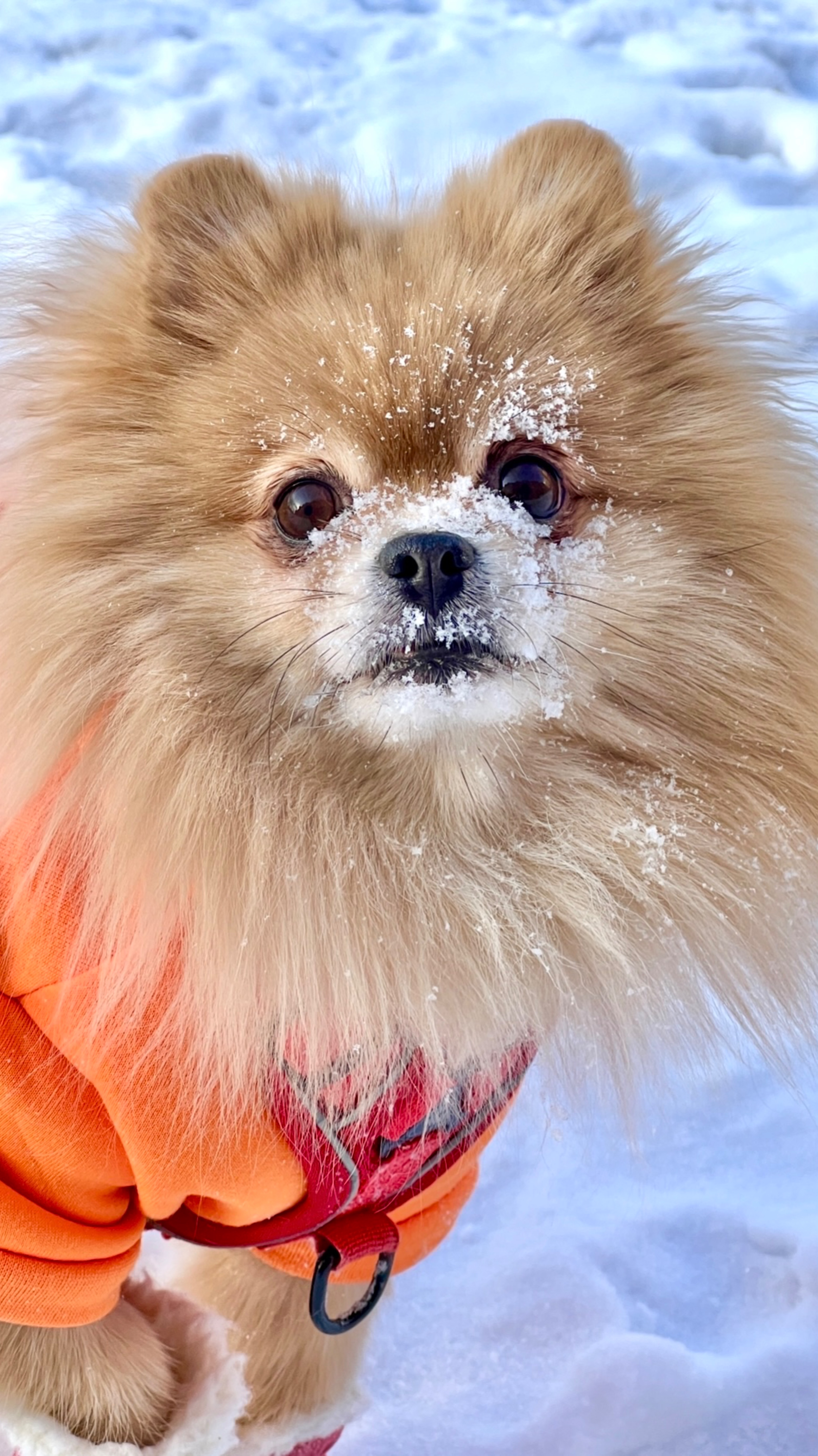 Басенька - пожиратель снега!