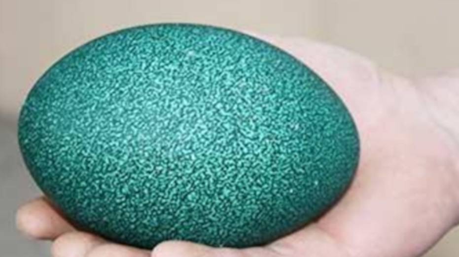 Яйцо Эму, развивается ли эмбрион внутри яйца?