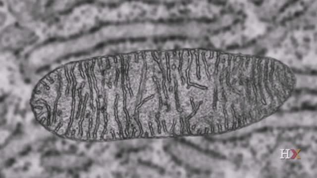 Митохондрии. Электрон-транспортная цепь (ЭТЦ)