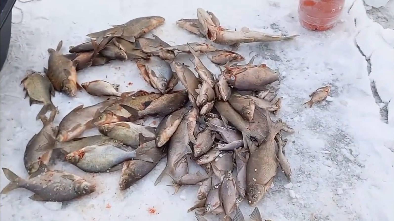 Зимняя ловля леща | Небольшой отрывок удачной рыбалки