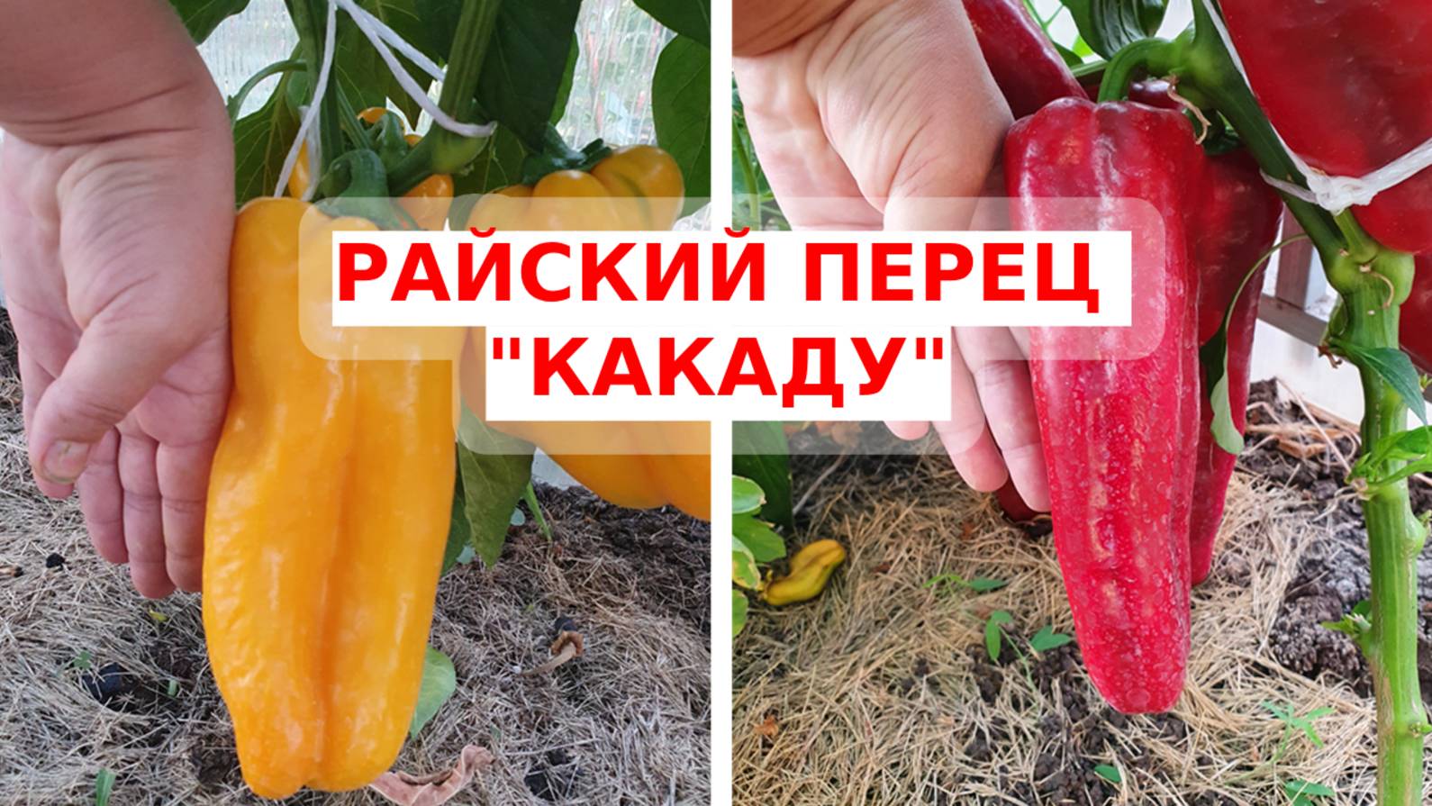 Сладкий гигант на вашем участке: перец "Какаду"