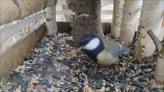 Подкормим  наших пернатых друзей