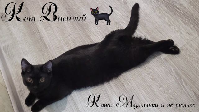 Медитация 🔮 - Звук мурчания кота Василия 🐱🙂