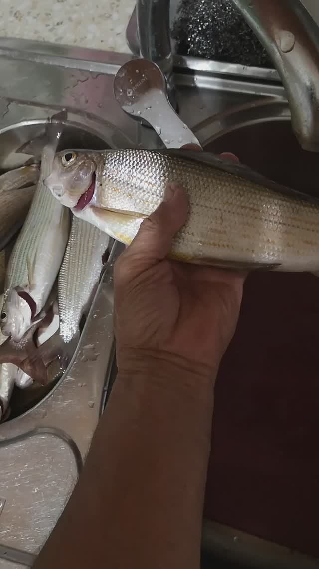 Самый большой мой хариус.