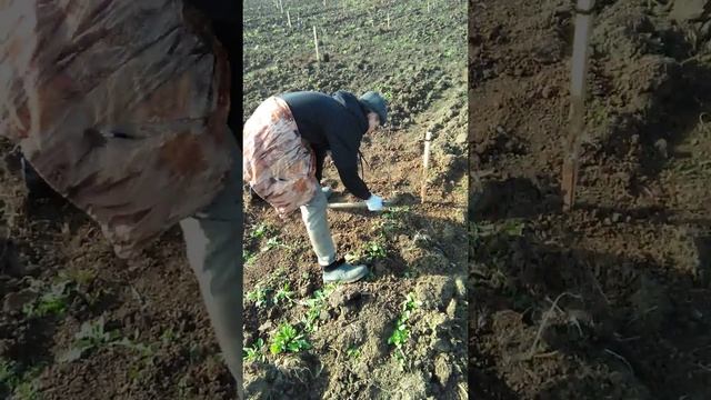 Сад фундука Нечкино ч8