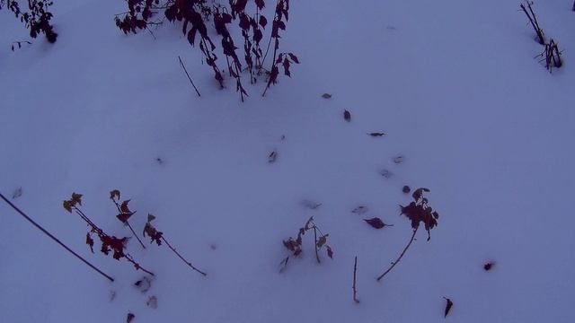 25 11 2019г  смородина Селеченская 2 черная.