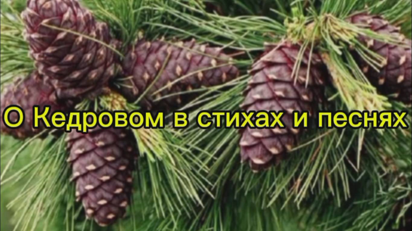 Классный час "О Кедровом в песнях и стихах"