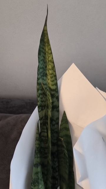 цветы как предмет интерьера