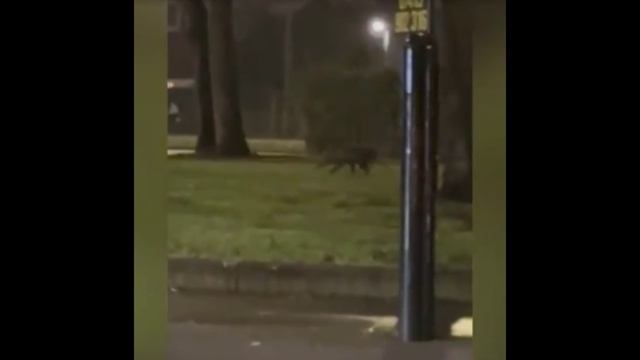 Странное животное засняли в Лондоне (февраль 2025)