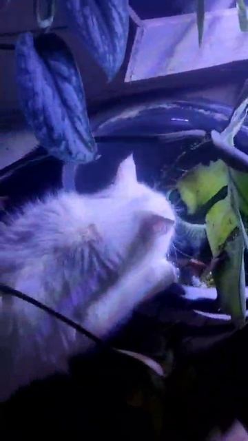 не сьем, так выпью