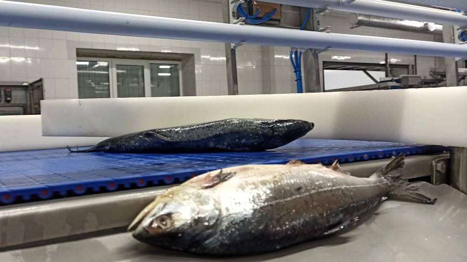 Линия дефростации, филетирования, замораживания и глазирования рыбы
