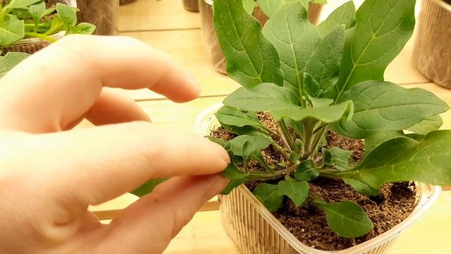 Черенкование петунии