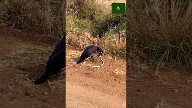 Большому куску клюв рад
Отблагодарить:
4276 3800 4614 2027
СБЕР
#птица #змея #птицаестзмею #юар