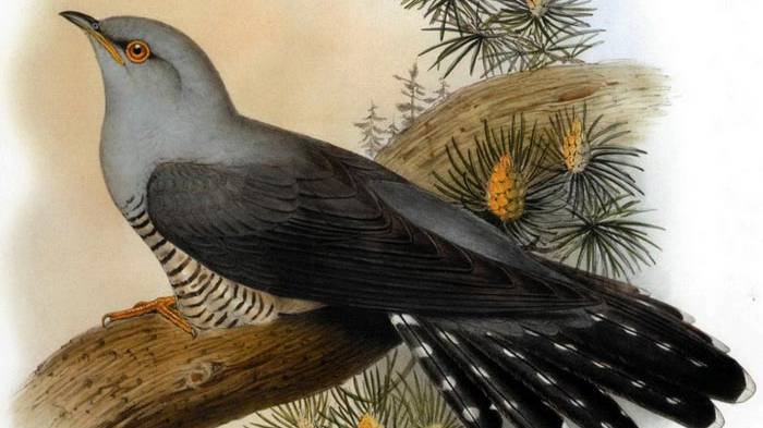 И. А. Крылов:  "Волк и кот", "Волк и пастухи", "Кукушка и горлинка".