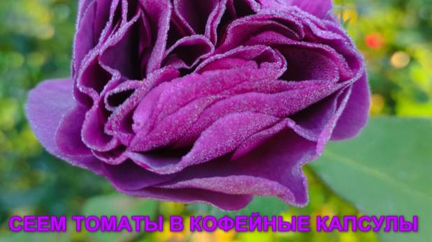 ТОМАТ "ЖЕЛТАЯ ШАПОЧКА" ПОСЕВ СЕМЯН В КОФЕЙНЫЕ КАПСУЛЫ