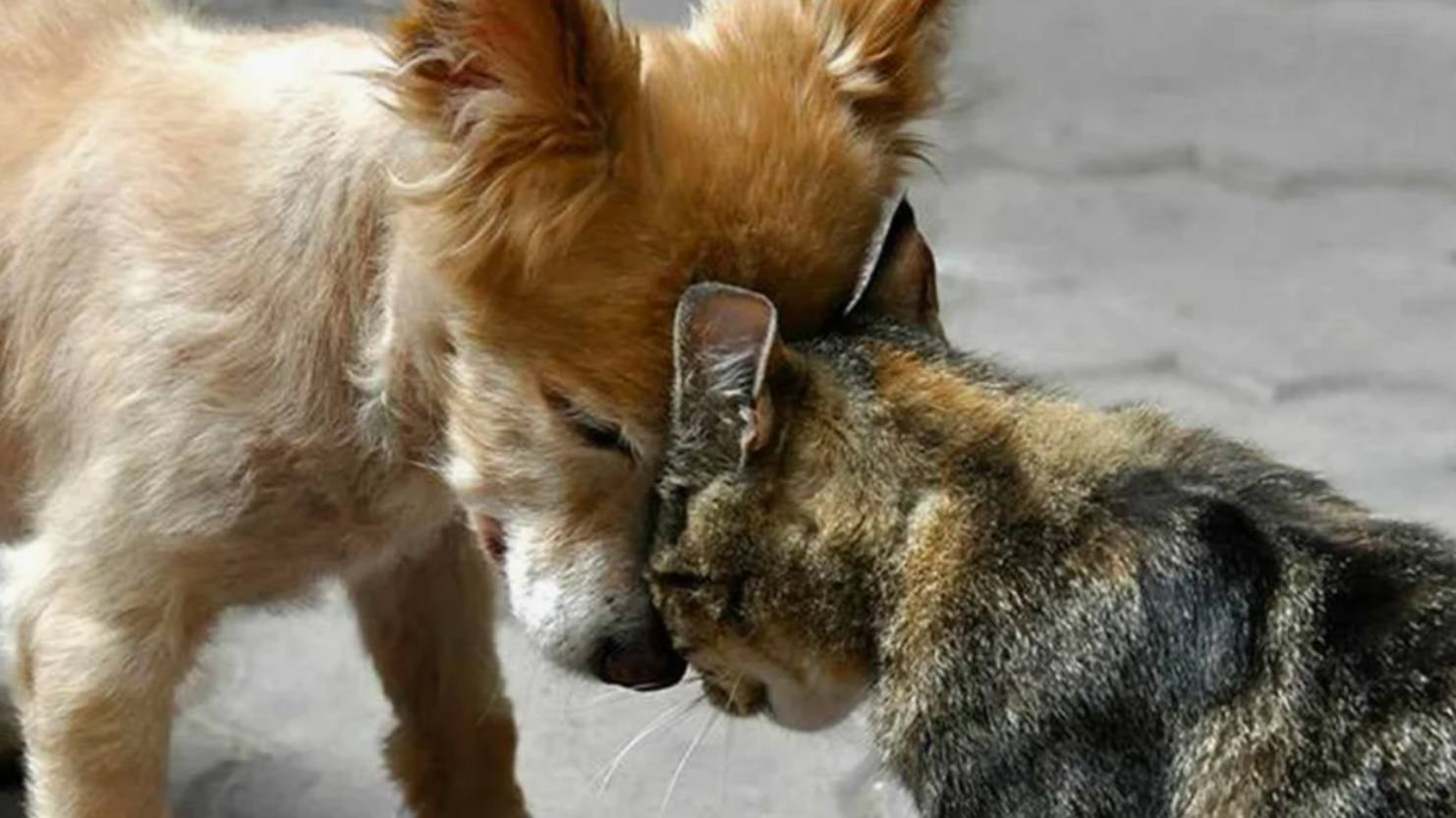 Кошки и собаки: союз или соперничество?