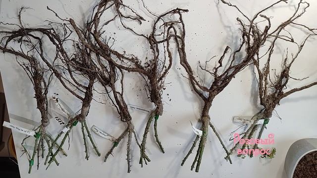 Распаковка посылки из питомника роз Овчарова