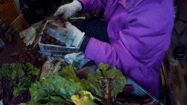 26-30 09 2019г.свекла  и георгины на зиму хранение.