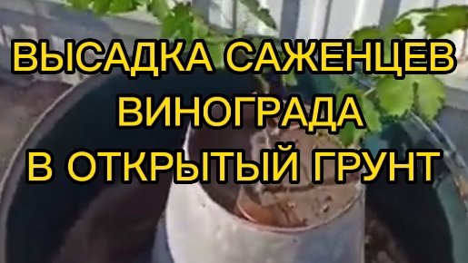 ВЫСАДКА САЖЕНЦЕВ ВИНОГРАДА В ОТКРЫТЫЙ ГРУНТ.