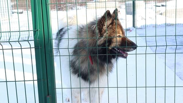 Регистрация животных из Мультицентра социальной и трудовой интеграции