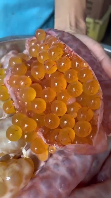 КАК ДУМАЕШЬ, КАКАЯ РАБЫ ОТЛОЖИЛА ТАКИЕ ГИГАНТСКИЕ ИКРИНКИ?? #икра #краснаяикра #чернаяикра #сом