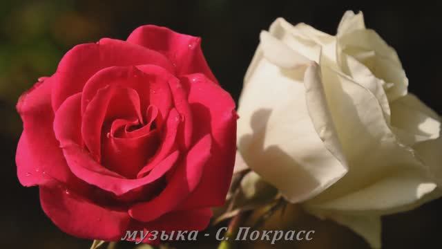 ДВЕ РОЗЫ  романс. Ансамбль Бархатный сезон