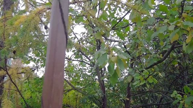 яблоня-сорт китайка долго характеристика.