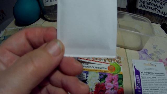 выращивание из семян левкоя