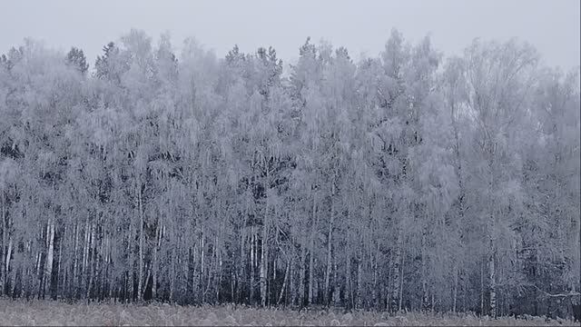 ❄️❄️❄️ЗИМНИЙ❄️❄️❄️ ФЕВРАЛЬСКИЙ ❄️❄️❄️ЛЕС❄️❄️❄️
