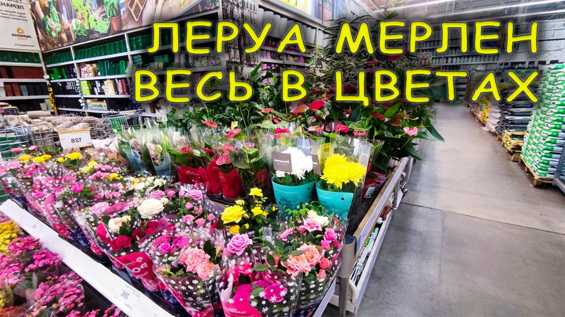 В Леруа Мерлен (Лемана Про) огромный выбор цветов 🌼 и комнатных растений 🌱 показываю цены