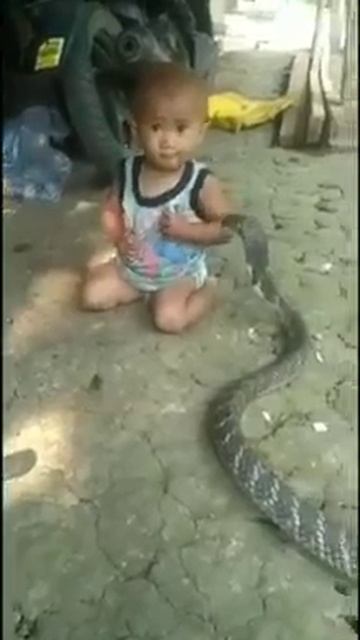 Малыш и кобра