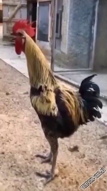 Голосистый петух