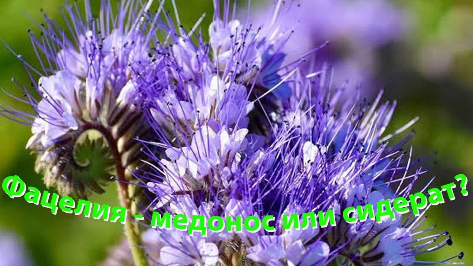 Профессор Кашковский: Фацелию сеяли как медонос или сидерат?