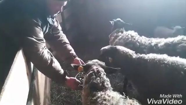 Витаминная травяная мука в гранулах