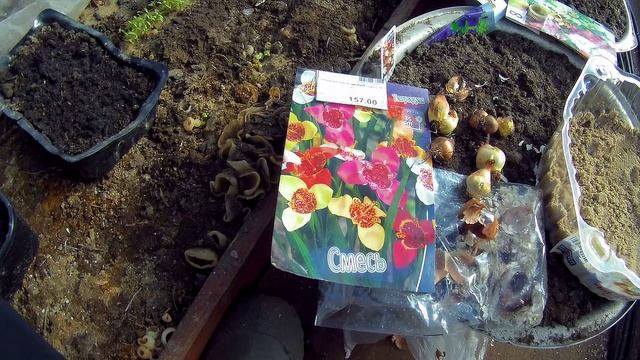 тигридия - выращивание на севере