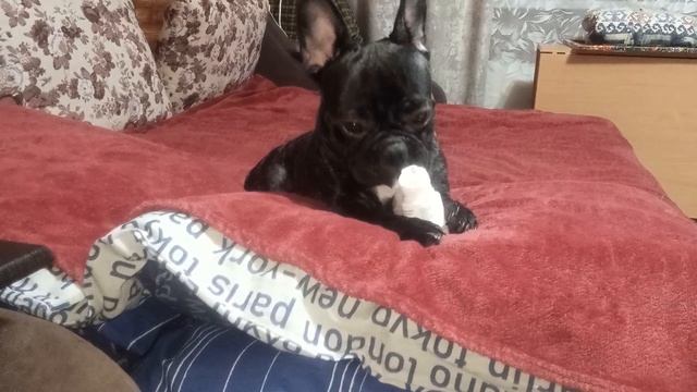 сколько времени уходит у песа сенчера на открывание бутылок и банок