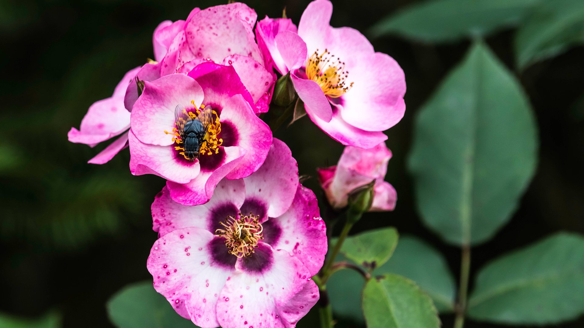 Роза Персиан Доун Цветение Гибрид Гультемии Персидской