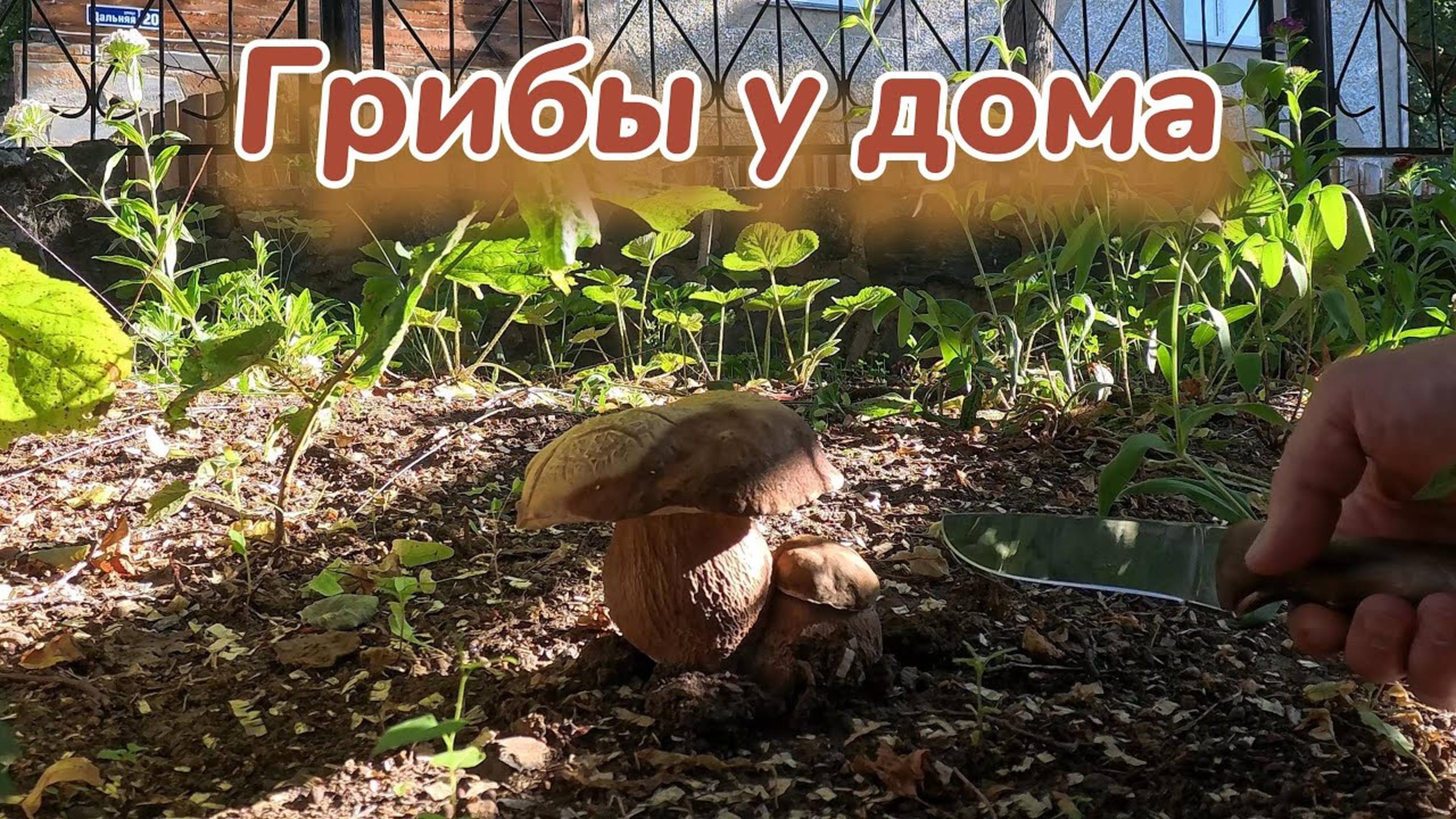 Грибы у дома и слётки дрозда 21 июня 2024 г