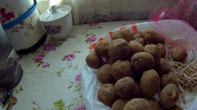 03 05 2020г новый сорт картофеля Метеор