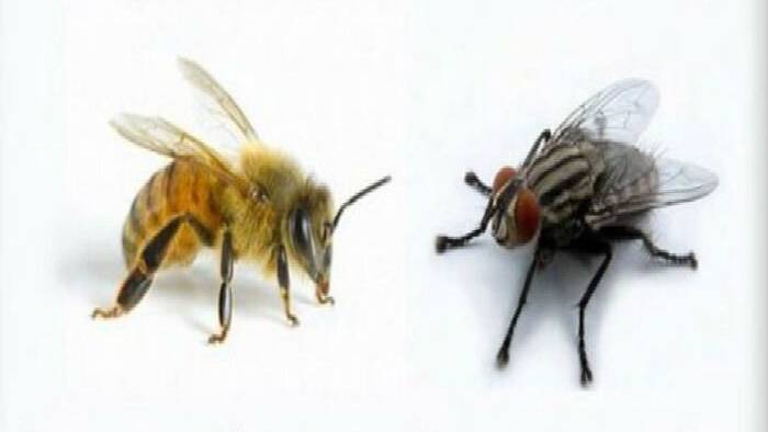 И. А. Крылов: "Пчела и мухи", "Муравей", "Пастух и море".