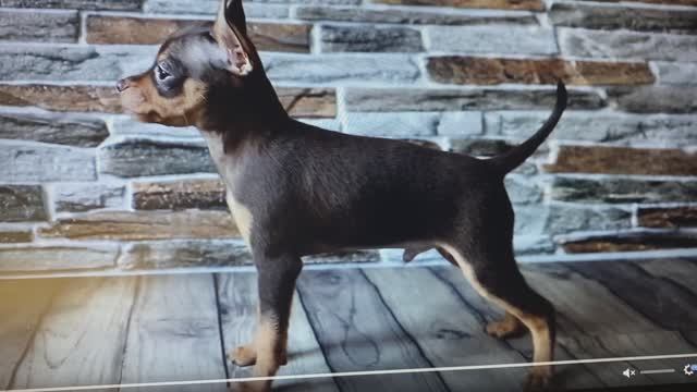 Любовь с первого взгляда.Как он старается!А ему всего 2 месяца#той