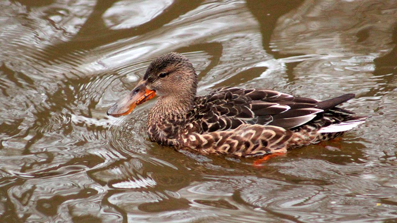 12.02.2025. В.А. Зубакин , О зимнем учете водоплавающих в Московской области.