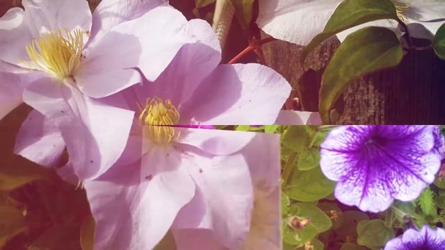 Футаж - красивые цветы/Footage free -  beautiful flowers