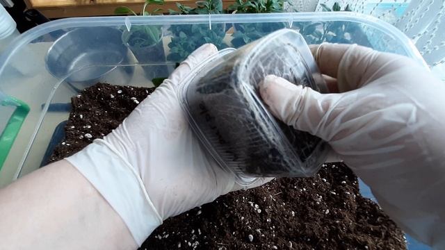 Новое растение за 3 недели. Черенки петунии укоренились, что делать дальше