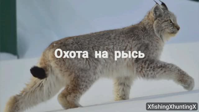 Охота на рысь.